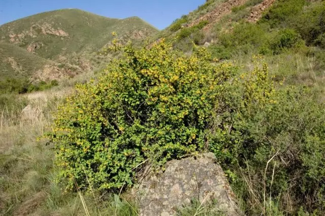 زرشک تونبرگ (Berberis thunbergii): انواع ، عکس ها و توضیحات 8336_16