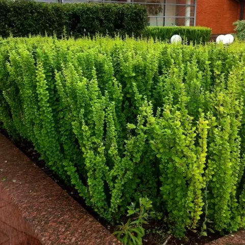 Barberry Thunberg (Berberis thunbergii): mhando, mapikicha uye tsananguro 8336_18