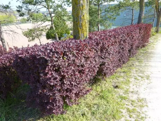 Barberry Thunberg (Berberis thunbergii): variëteite, foto's en beskrywing 8336_19