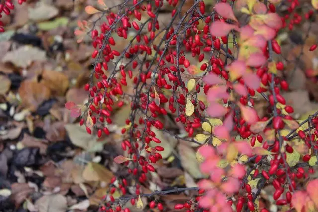 Barberry Thunberg (Berberis thunbergii): variëteite, foto's en beskrywing 8336_2