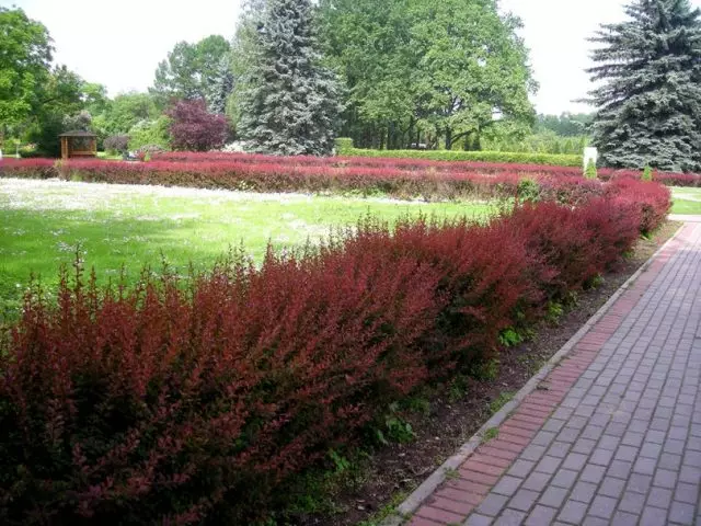 Barberry Thunberg (Berberis thunbergii): أصناف وصور ووصف 8336_20