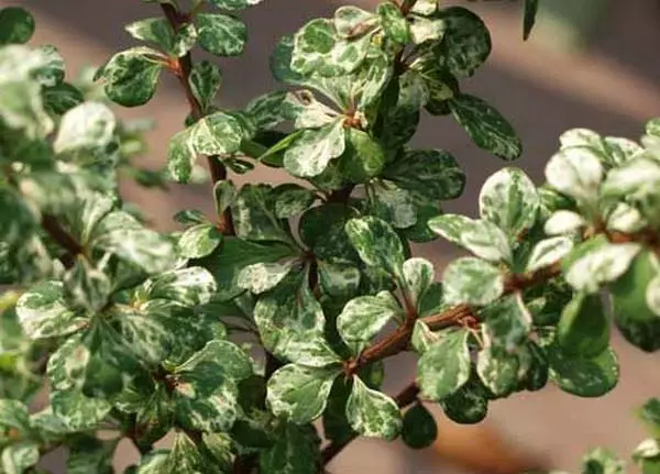 Barberry Thunberg (Berberis thunbergii): قسمون ، تصويرون ۽ وضاحت 8336_21