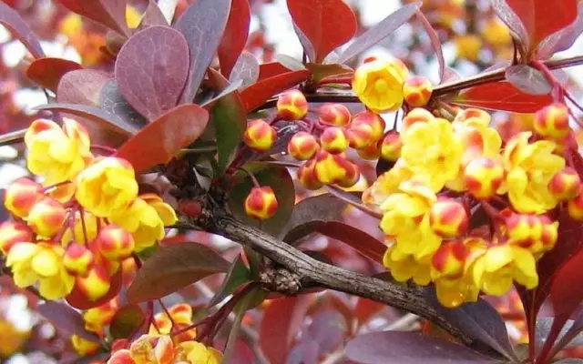 Barberry Thunberg (Berberis thunbergii): variëteite, foto's en beskrywing 8336_22