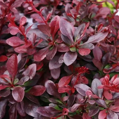 Barberry Thunberg (Berberis thunbergii): variëteite, foto's en beskrywing 8336_23