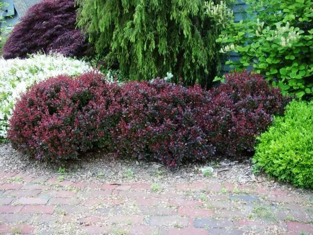 Barberry Thunberg (Berberis thunbergii): variëteite, foto's en beskrywing 8336_29