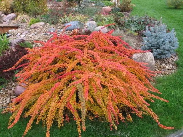 Barberry Thunberg (Berberis thunbergii): variëteite, foto's en beskrywing 8336_33