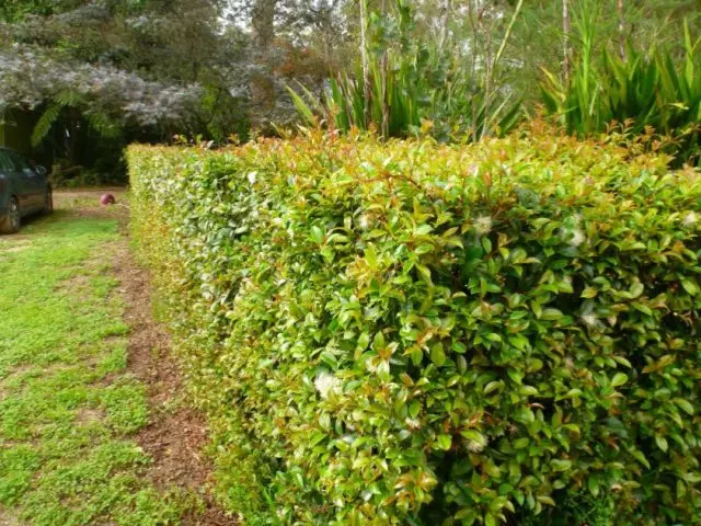 Barberry Thunberg (Berberis thunbergii): mhando, mapikicha uye tsananguro 8336_38