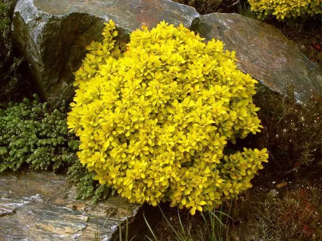 Barberry Thunberg (Berberis thunbergii): mhando, mapikicha uye tsananguro 8336_4