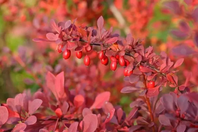 Barberry Thunberg (Berberis thunbergii): mhando, mapikicha uye tsananguro 8336_6