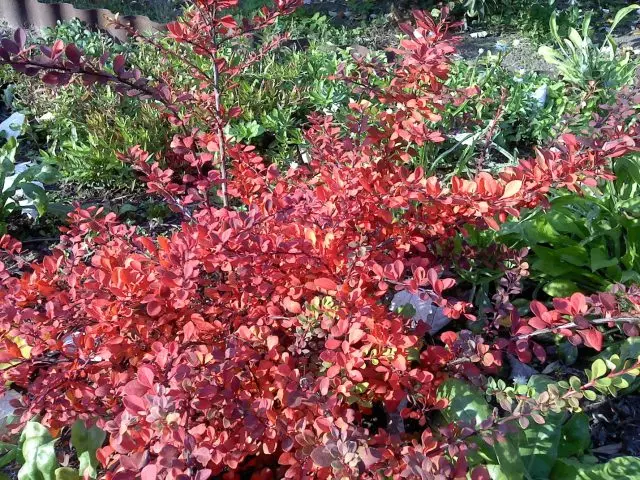 Barberry Thunberg (Berberis thunbergii): ჯიშები, ფოტოები და აღწერა 8336_7