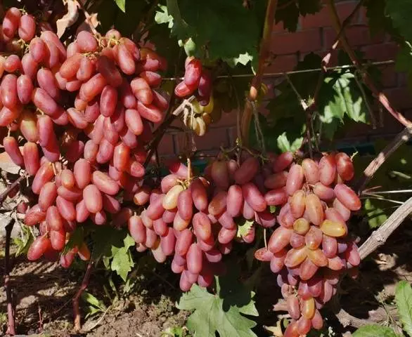 Grapes Anniversary of Novocherkassk: περιγραφή ποικιλίας, φωτογραφίες, κριτικές 8343_3