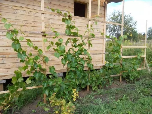 Виноград Ювілей Новочеркаська: опис сорту, фото, відгуки 8343_6