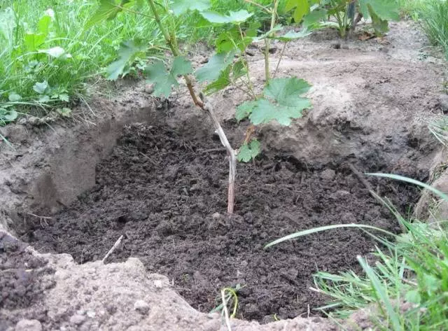 Druiwe se herdenking van Novocherkassk: beskrywing van variëteite, foto's, resensies 8343_7