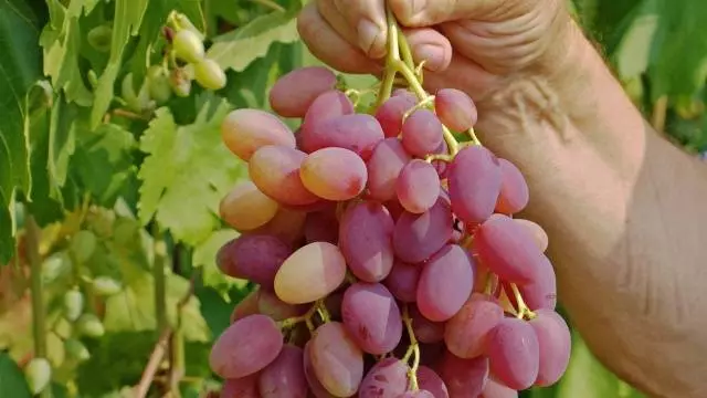 Grapes Anniversary of Novocherkassk: περιγραφή ποικιλίας, φωτογραφίες, κριτικές 8343_9