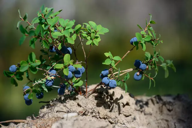 Blueberry Chandler (Cherndler, Chandler): pelbagai penerangan, ulasan, foto 8353_8