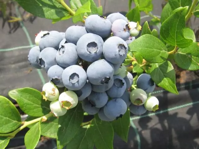 Kukura mablueberries kubva pambeu kumba: kudyara sei, kumera sei, kukura sei 8357_2