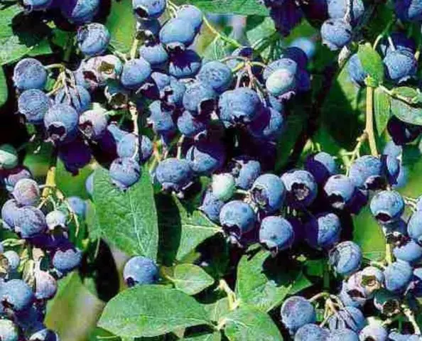 Kukura mablueberries kubva pambeu kumba: kudyara sei, kumera sei, kukura sei 8357_3