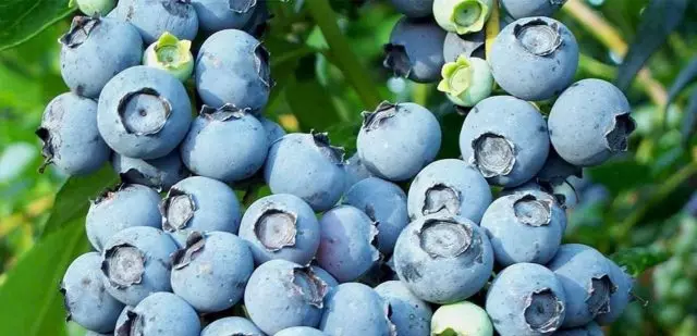 Kukura mablueberries kubva pambeu kumba: kudyara sei, kumera sei, kukura sei 8357_4