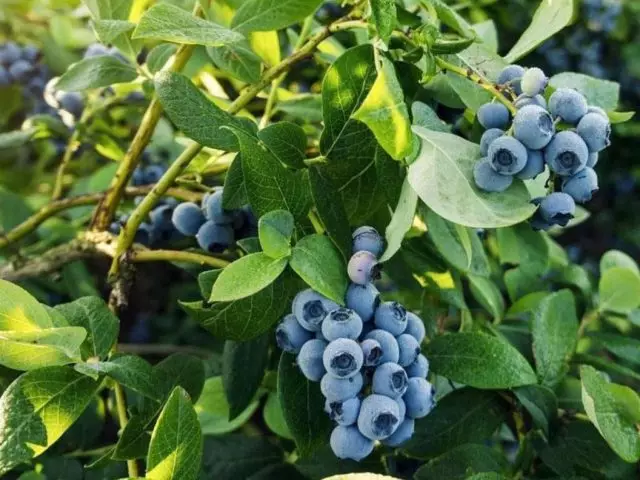 Kukura mablueberries kubva pambeu kumba: kudyara sei, kumera sei, kukura sei 8357_5