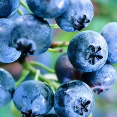 Kukura mablueberries kubva pambeu kumba: kudyara sei, kumera sei, kukura sei 8357_6