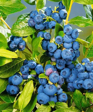 Kukura mablueberries kubva pambeu kumba: kudyara sei, kumera sei, kukura sei 8357_7