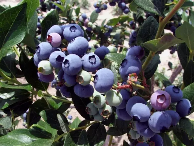 Kukura mablueberries kubva pambeu kumba: kudyara sei, kumera sei, kukura sei 8357_8