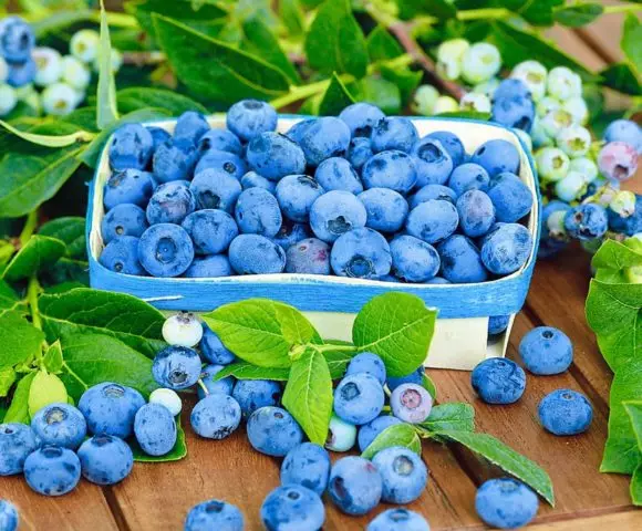 Blueberries: ຄຸນສົມບັດທີ່ເປັນປະໂຫຍດແລະຂໍ້ຫ້າມສໍາລັບຮ່າງກາຍຂອງແມ່ຍິງ, ສໍາລັບເດັກນ້ອຍ, ຈາກຄວາມດັນ, ສໍາລັບສາຍຕາ, ກັບພະຍາດເບົາຫວານ 8359_1