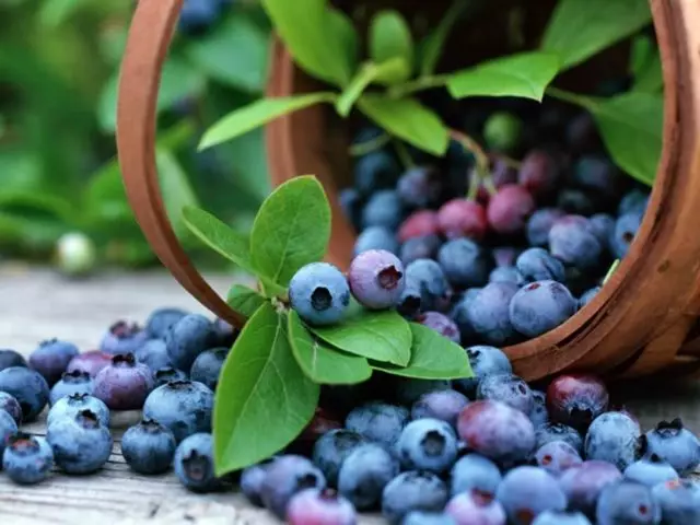 Blueberries: ຄຸນສົມບັດທີ່ເປັນປະໂຫຍດແລະຂໍ້ຫ້າມສໍາລັບຮ່າງກາຍຂອງແມ່ຍິງ, ສໍາລັບເດັກນ້ອຍ, ຈາກຄວາມດັນ, ສໍາລັບສາຍຕາ, ກັບພະຍາດເບົາຫວານ 8359_2