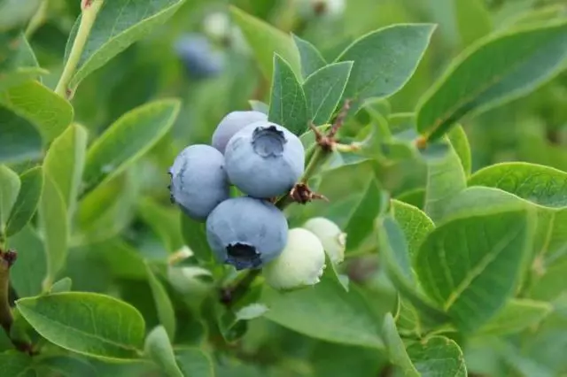 Blueberries: ຄຸນສົມບັດທີ່ເປັນປະໂຫຍດແລະຂໍ້ຫ້າມສໍາລັບຮ່າງກາຍຂອງແມ່ຍິງ, ສໍາລັບເດັກນ້ອຍ, ຈາກຄວາມດັນ, ສໍາລັບສາຍຕາ, ກັບພະຍາດເບົາຫວານ 8359_3