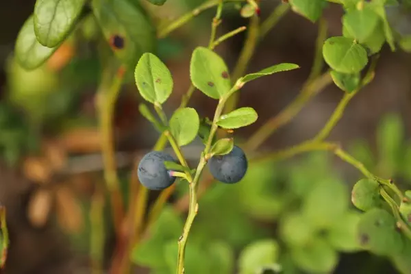 ພະຍາດຂອງ blueberry ສວນແລະການຕໍ່ສູ້ກັບພວກມັນ: ວິທີການປິ່ນປົວ, ໃບປ່ຽນເປັນສີເຫຼືອງ (ແຫ້ງ), ວິທີປິ່ນປົວພວກມັນຈາກສັດຕູພືດ, ພະຍາດຕ່າງ 8360_27