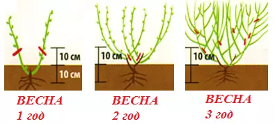 Pruning blueberry kebon: video, cara prune kanthi bener, wektu, instruksi langkah demi langkah 8361_2