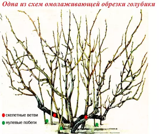 Pruning blueberry kebon: video, cara prune kanthi bener, wektu, instruksi langkah demi langkah 8361_3