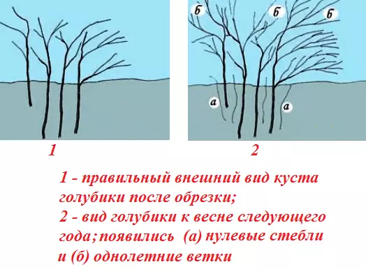 Pruning blueberry kebon: video, cara prune kanthi bener, wektu, instruksi langkah demi langkah 8361_4