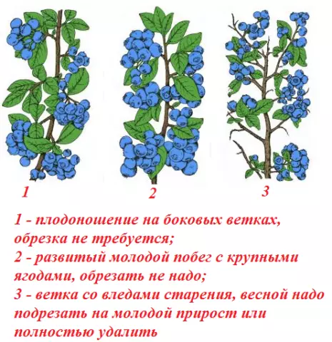 Pruning blueberry kebon: video, cara prune kanthi bener, wektu, instruksi langkah demi langkah 8361_5