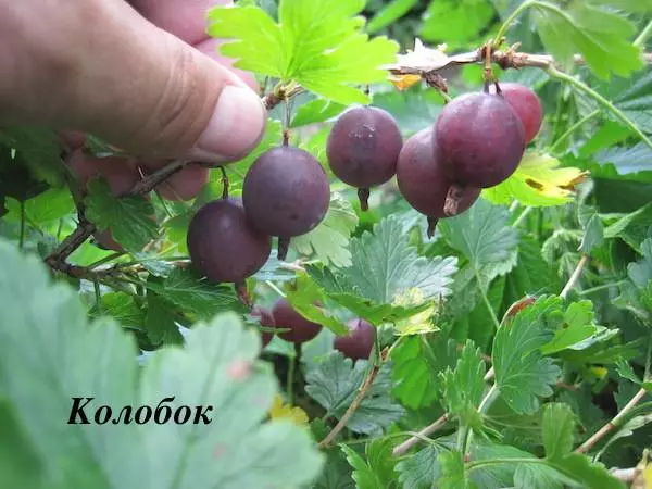 Gooseberry Kolobok : 다양한 설명, 사진, 리뷰 8392_15