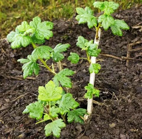 Gooseberry Kolobok: descrición da variedade, fotos, comentarios 8392_7