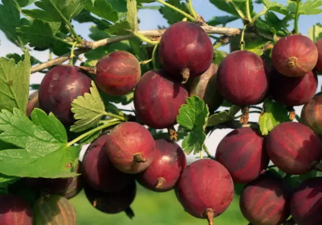 Gooseberry Olavi: սորտի բնութագրերը, տնկումը և խնամքը 8405_1