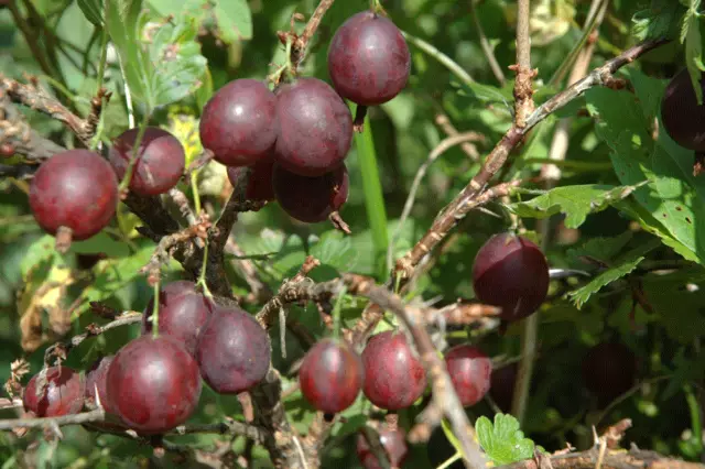 Gooseberry Olavi: barietatearen ezaugarriak, landaketa eta zainketa 8405_2