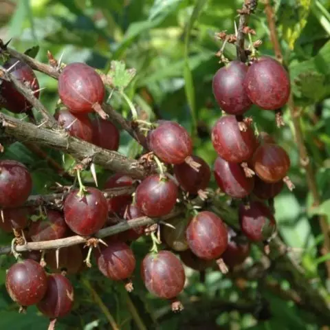 Gooseberry Olavi: barietatearen ezaugarriak, landaketa eta zainketa 8405_4