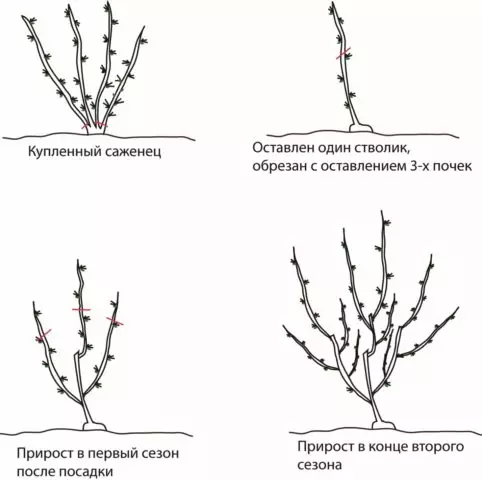 Gooseberry Olavi: սորտի բնութագրերը, տնկումը և խնամքը 8405_6