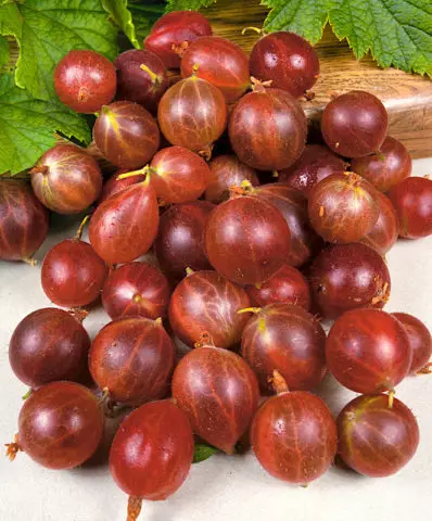 Gooseberry Olavi: սորտի բնութագրերը, տնկումը և խնամքը 8405_9