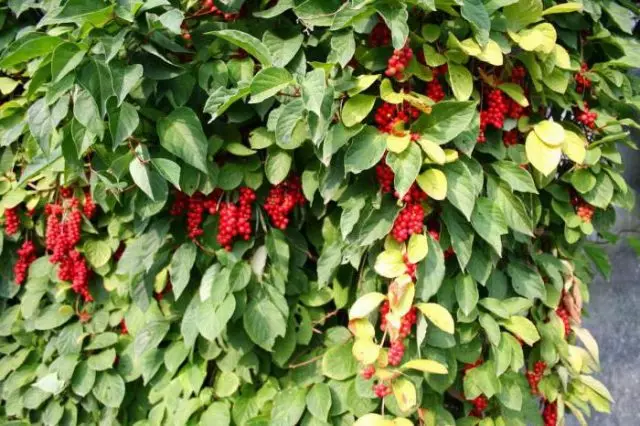 Chinese schisandra: groei en versorging, hoe om te voed, snoei, foto 8422_1