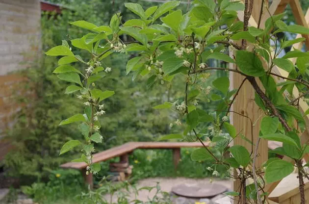 Kineska schisandra: uzgoj i njega, kako se hraniti, obrezivanje, fotografija 8422_10