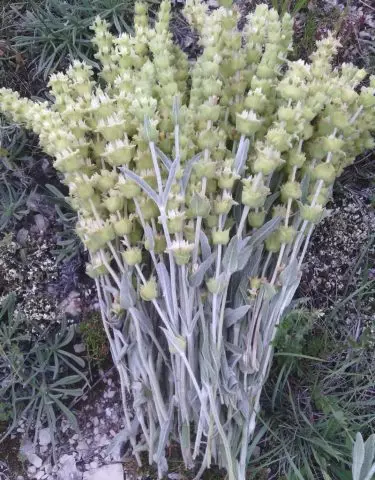 Crimean lemongrass: उपचार गुण, हानि, फोटो 8426_1