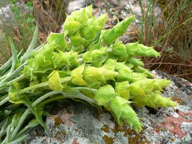 I-Crimean lemongrass: iipropati zokuphilisa, ingozi, ifoto 8426_2