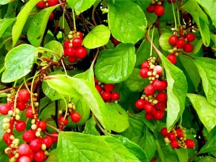 Schisandra chinensis: gyógyászati ​​tulajdonságok és ellenjavallatok, alkalmazás 8430_1