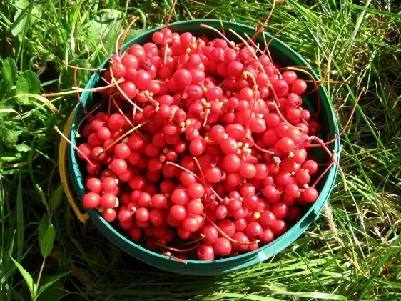 Schisandra chinensis: liečivé vlastnosti a kontraindikácie, aplikácia 8430_11