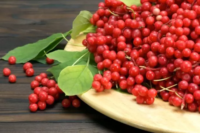 Schisandra chinensis: pwopriyete medsin ak kontr, aplikasyon an 8430_2