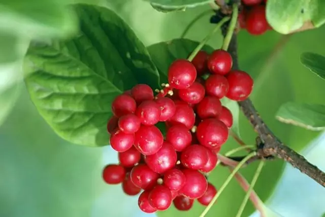 Schisandra chinensis: pwopriyete medsin ak kontr, aplikasyon an 8430_3