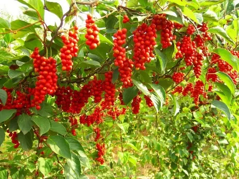 Schisandra chinensis: الخصائص الطبية وموانع الاستعمال 8430_4